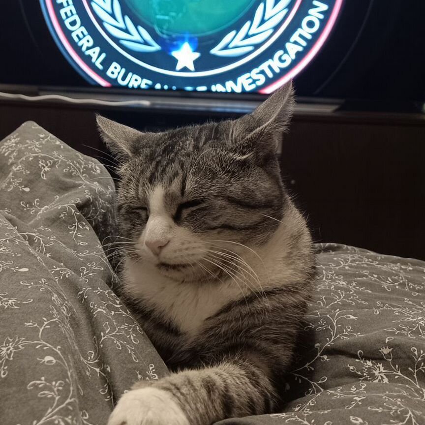 Домашний кот в добрые руки