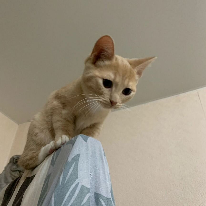 Котята в добрые руки бесплатно