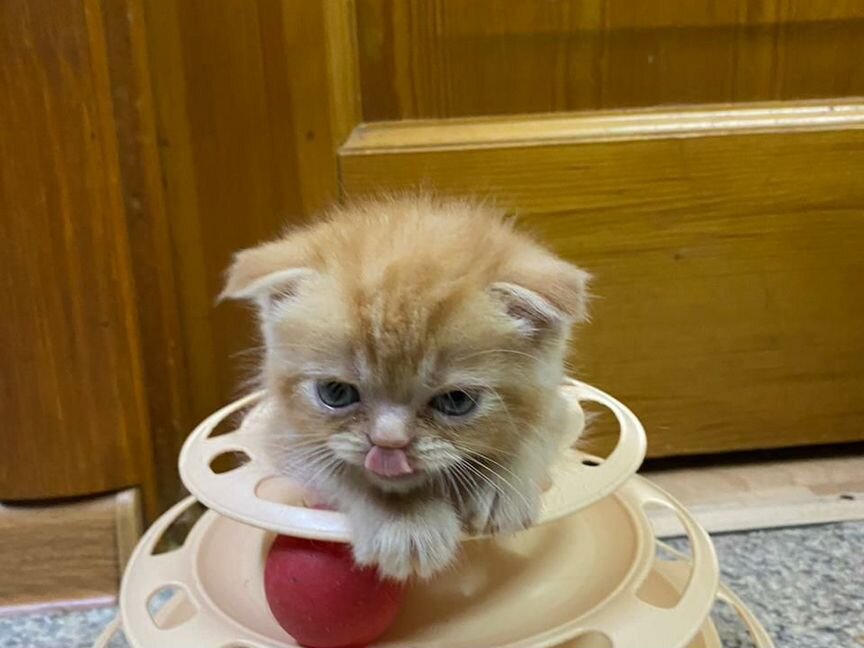 Котята