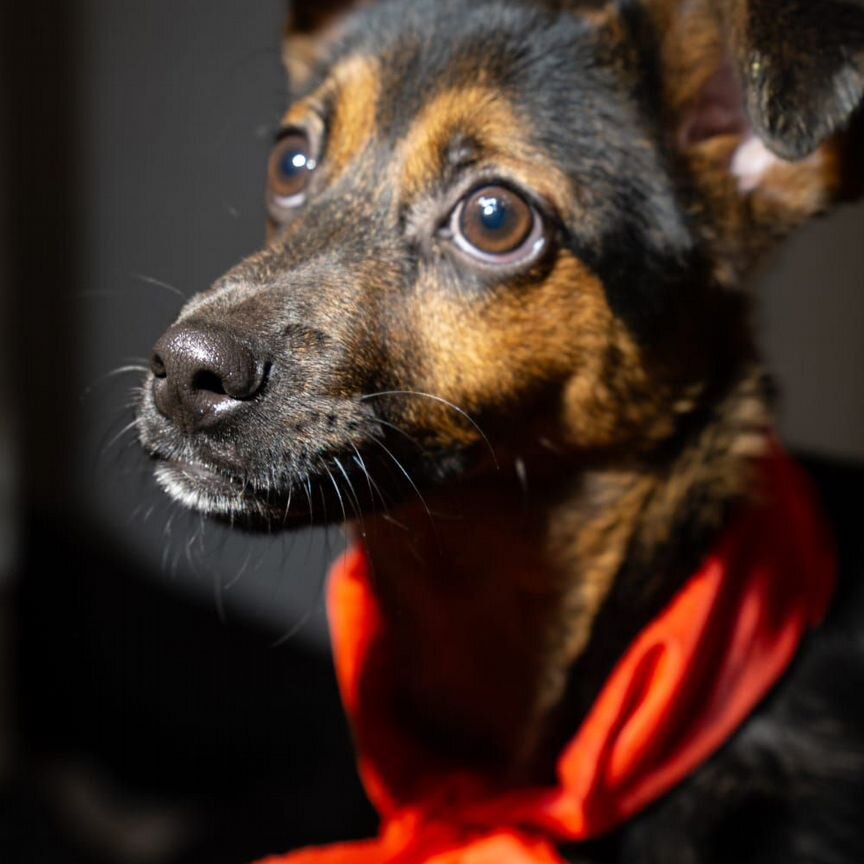 Щенок Дарина небольшой породы в добрые руки беспла