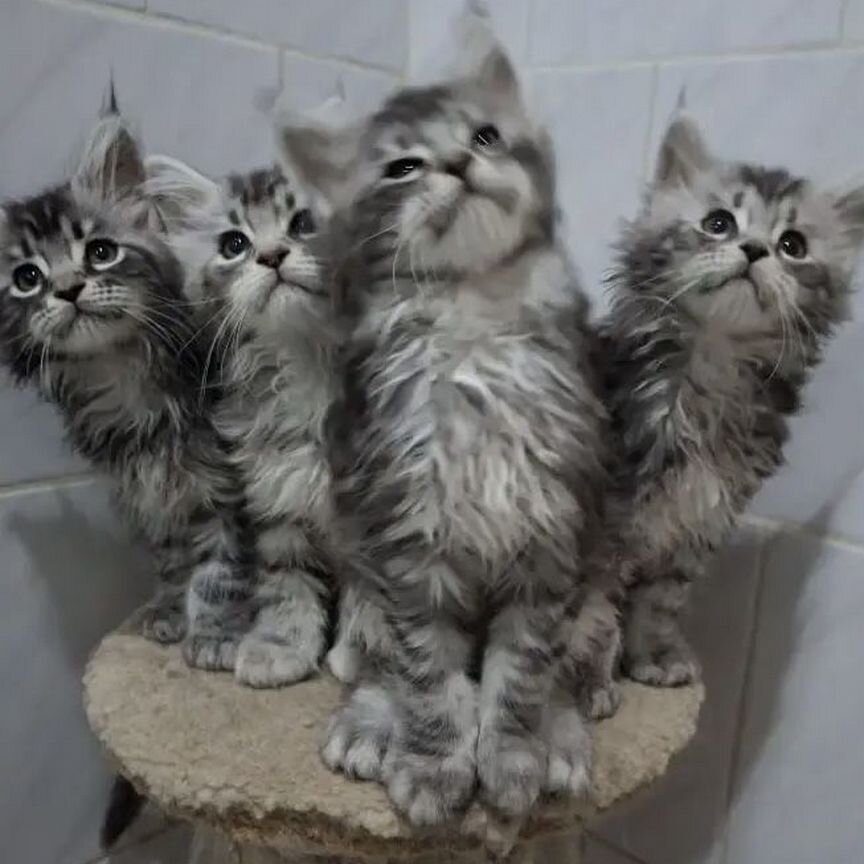 Мейн-кун котёнок