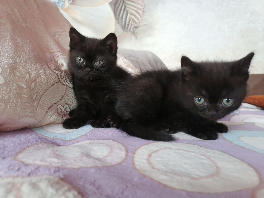 Котята