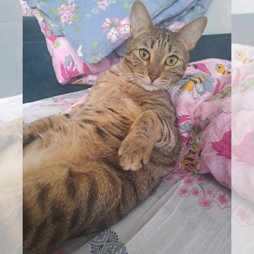 Отдам даром кота