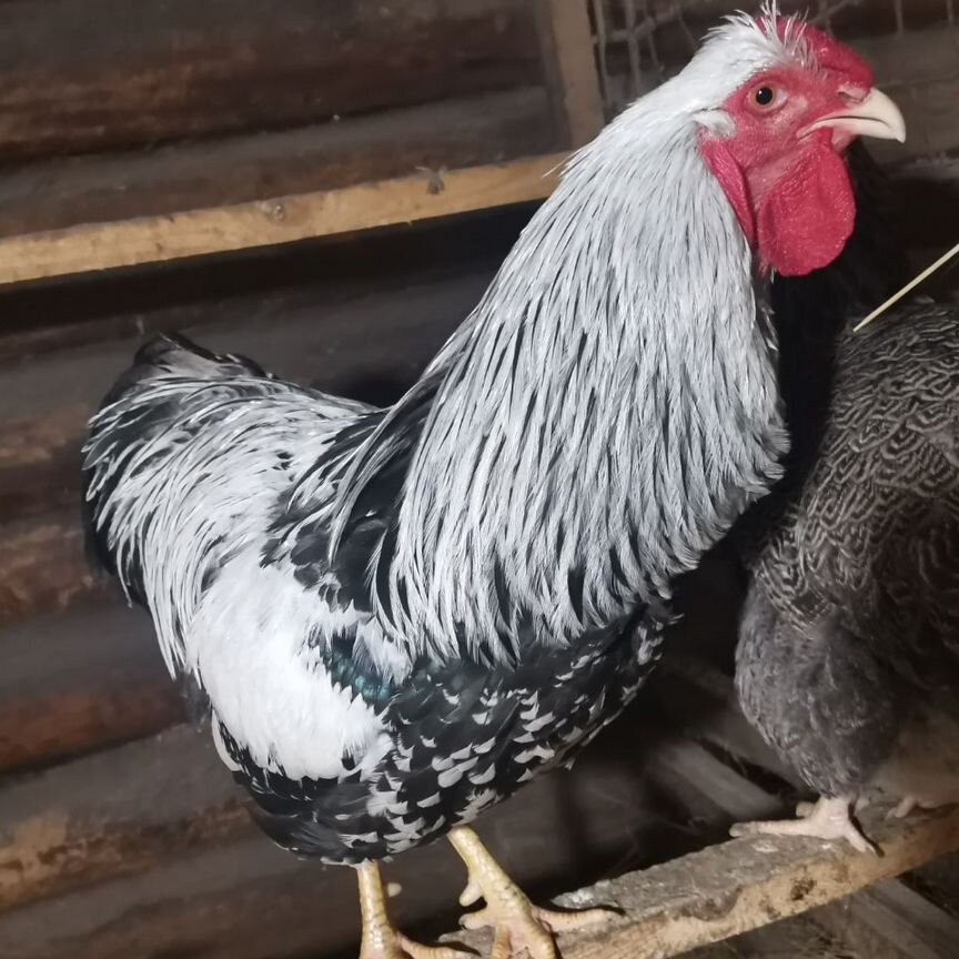 Куры виандот сильвер патридж