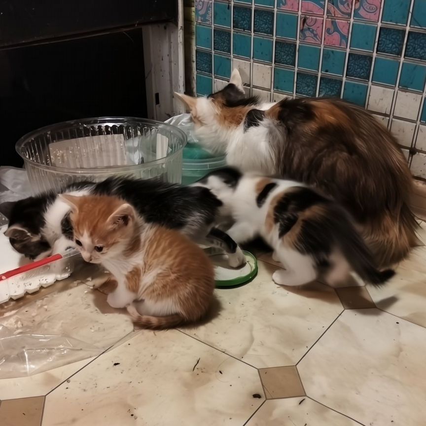 Отдам кота в добрые руки