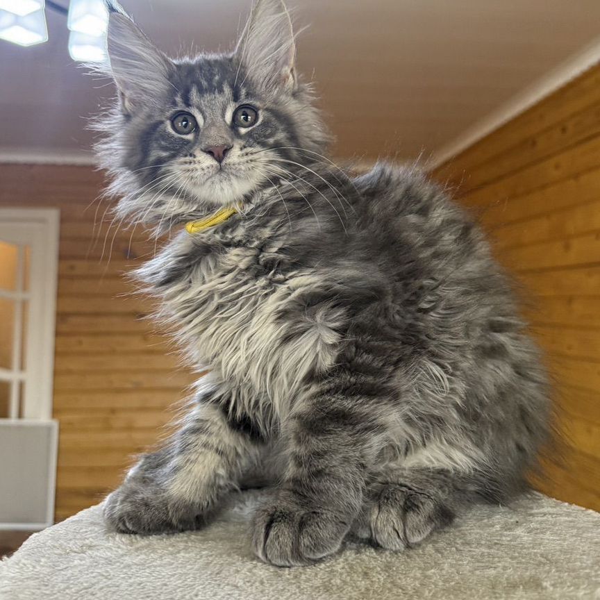 Мейн-кун котёнок