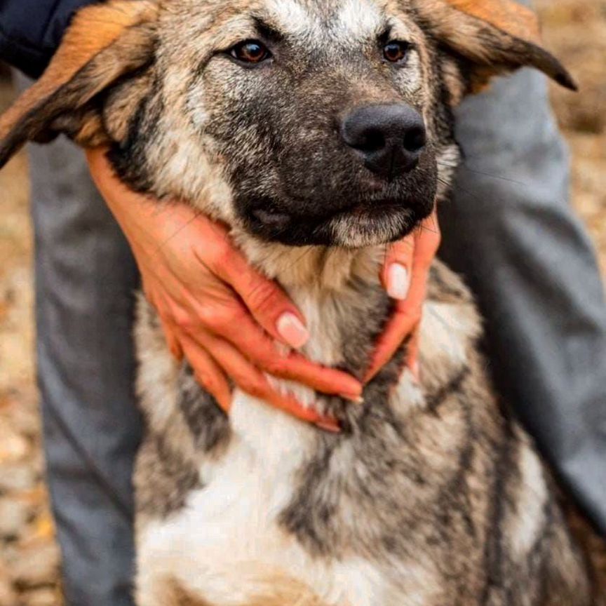 Отдам в добрые руки