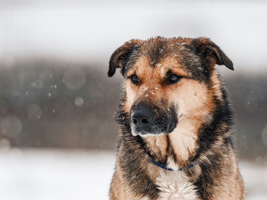 Душевный пёс Бинго ищет маму
