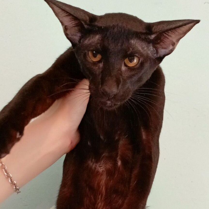 Чёрный кот папа экстрим