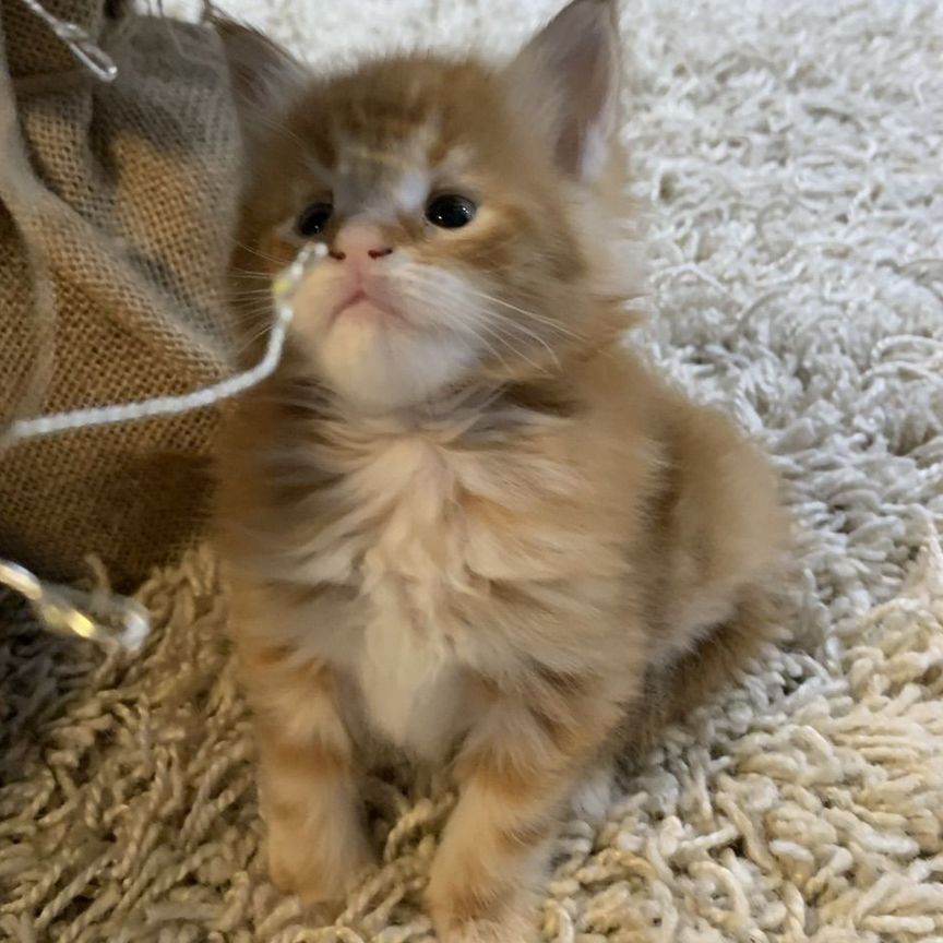 Котик мейн-кун