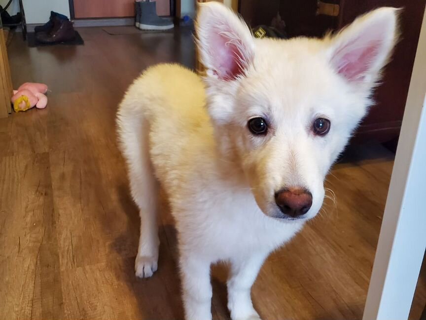 Щенок девочка 4 мес метис овчарки