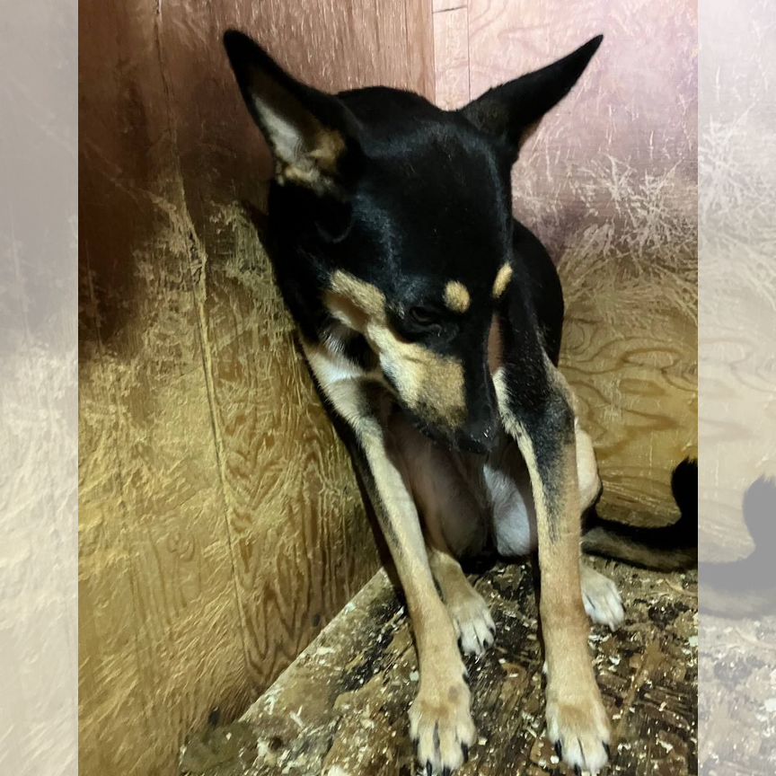 Не может довериться человеку