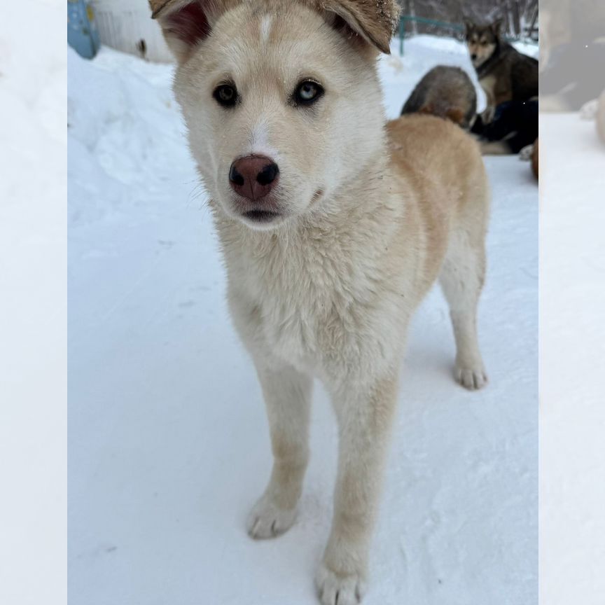 Сибирский хаски, щенок