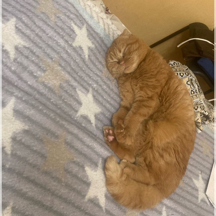 Шотландская вислоухая короткошёрстная, взрослая кошка