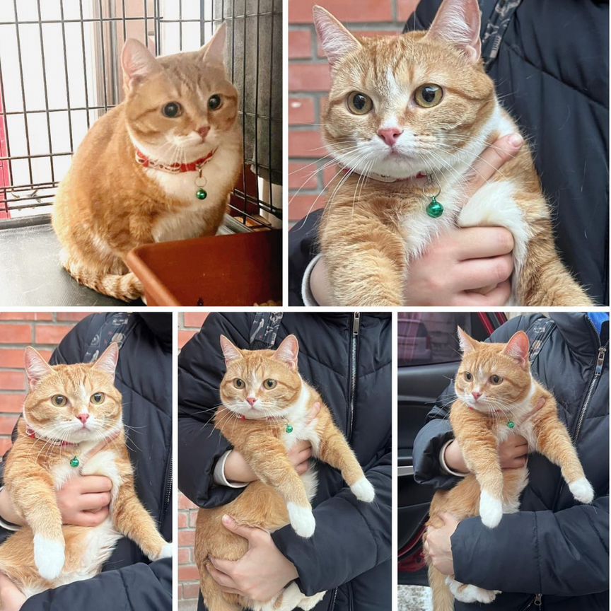 Рыжей кошечке нужна любящая семья и новый дом
