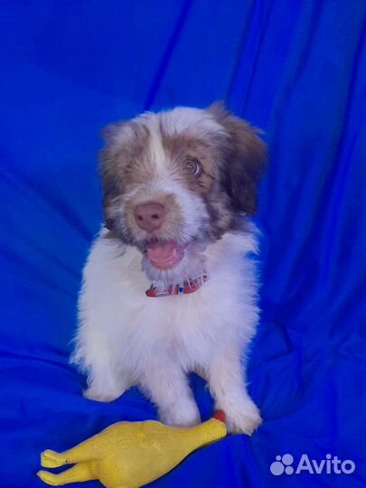 Обаятельная малышка щенок