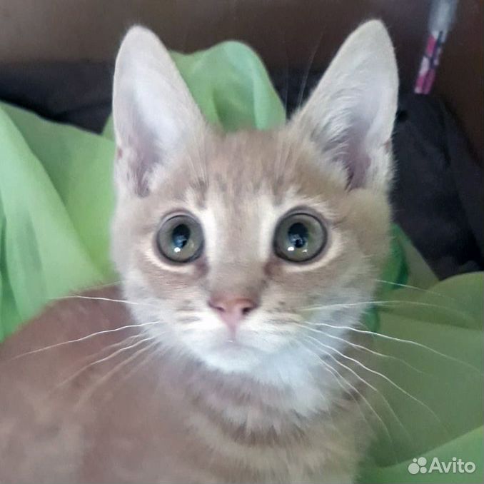 Котенок-мальчик персиковый