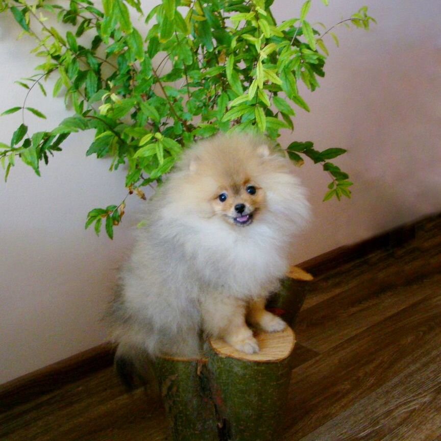 Шпиц мальчик померанчик