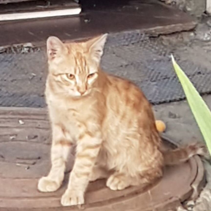 Красивый Рыжий кот