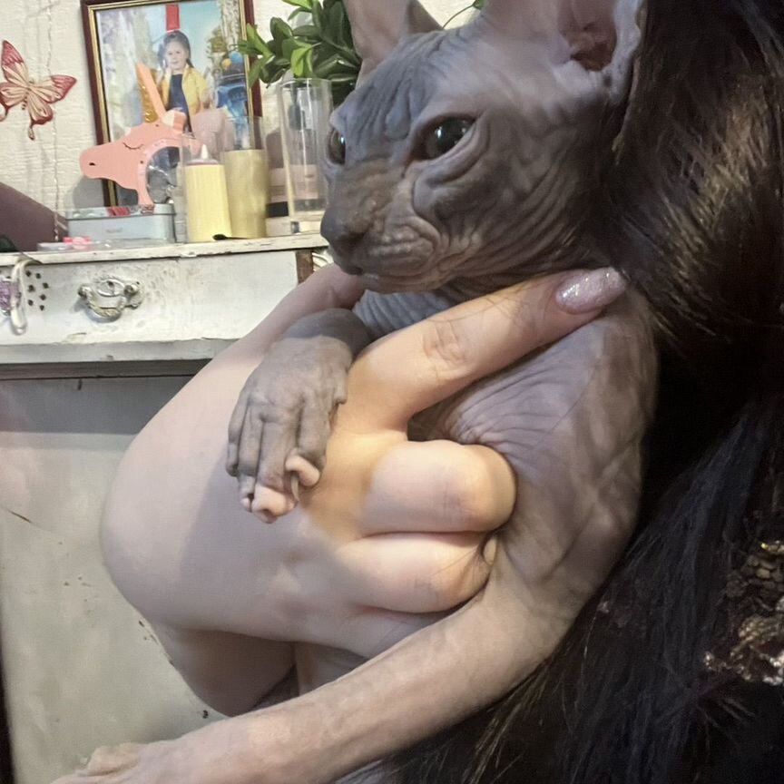 Канадский сфинкс котенок