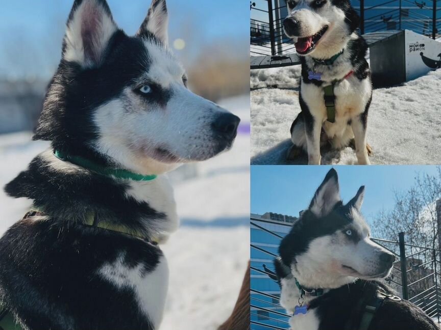Хаски Геля с идеальным характером в любящую семью