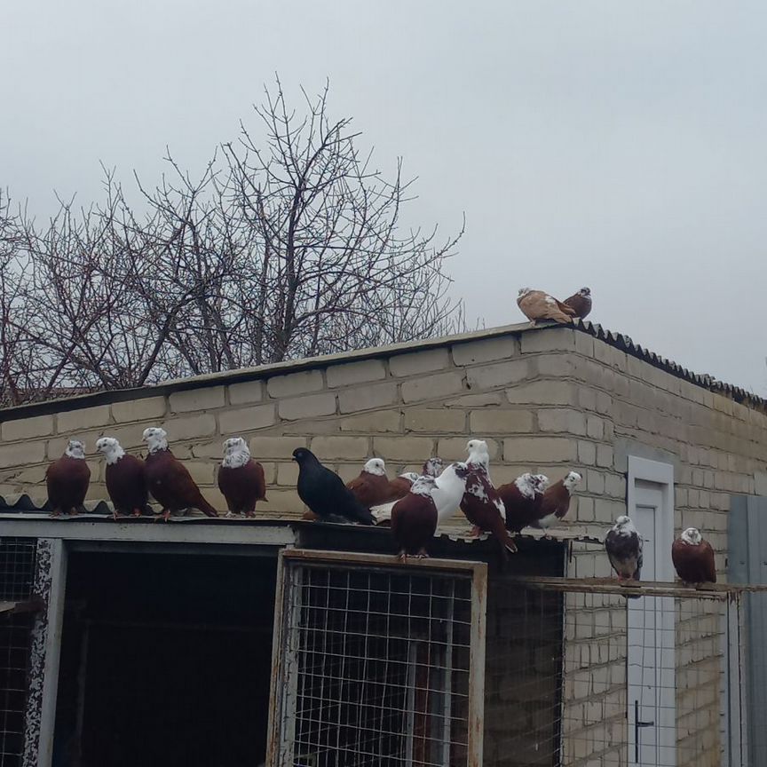 Голуби
