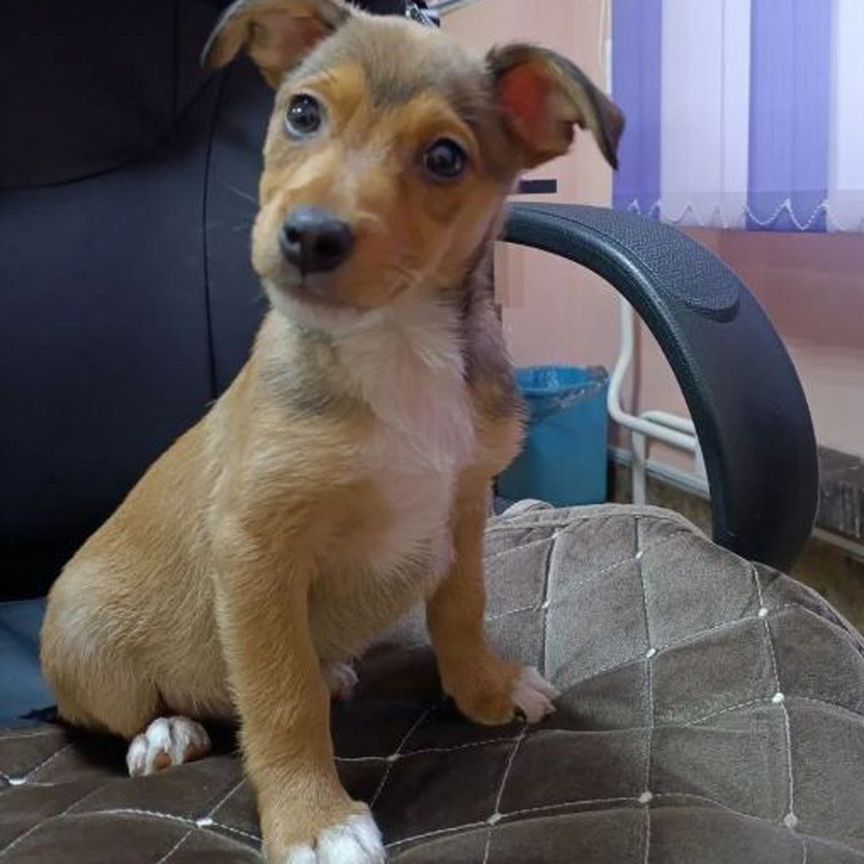 Щенок в добрые руки