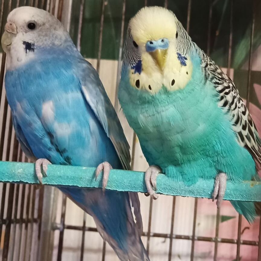 Волнистый попугай