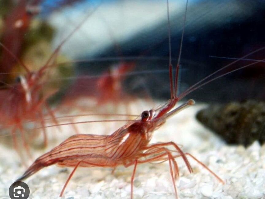 Креветка вурдеманна