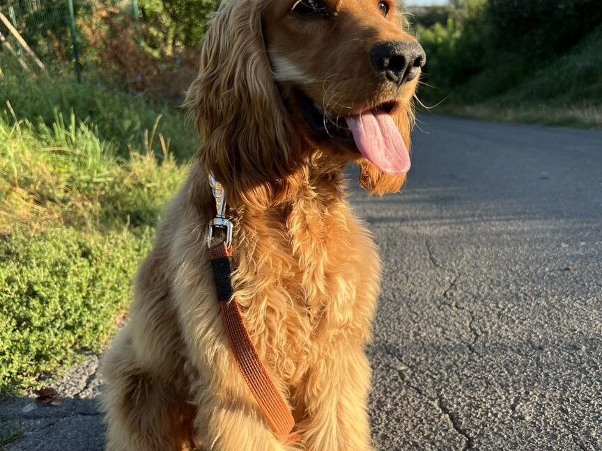 Английский кокер спаниель