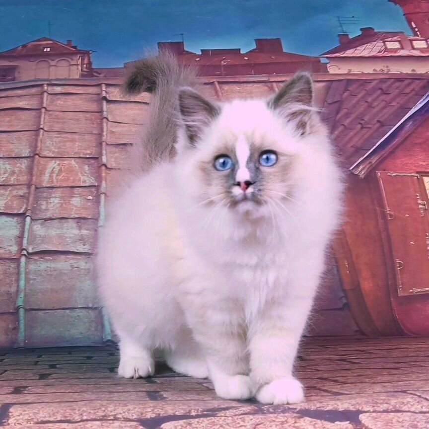 Клубные котята рэгдолл