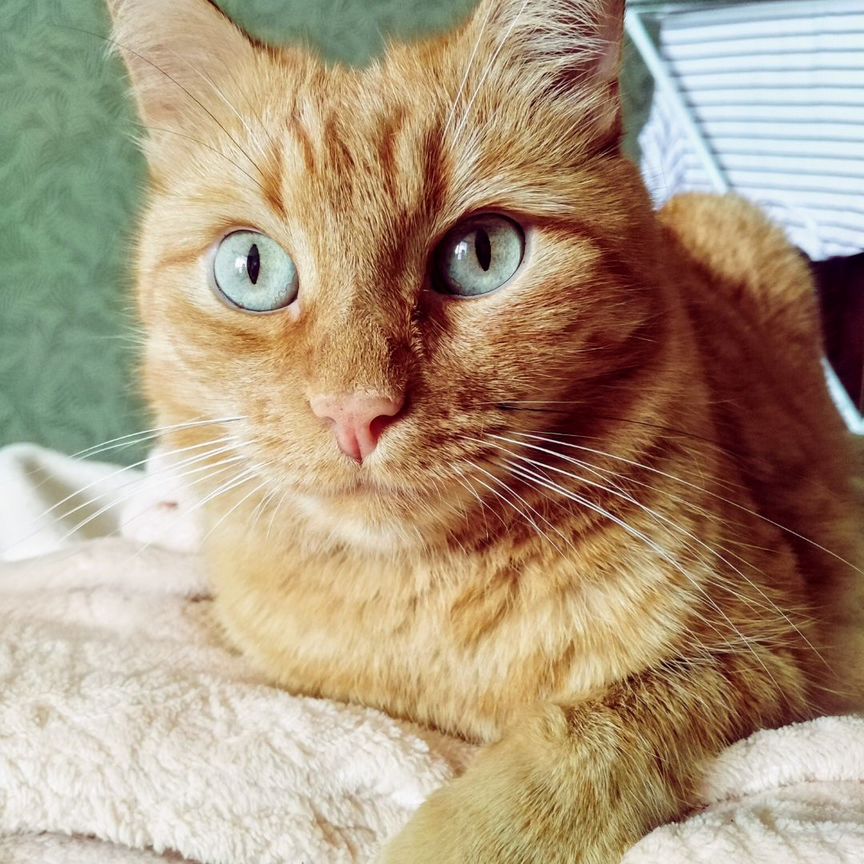 Кот в добрые руки