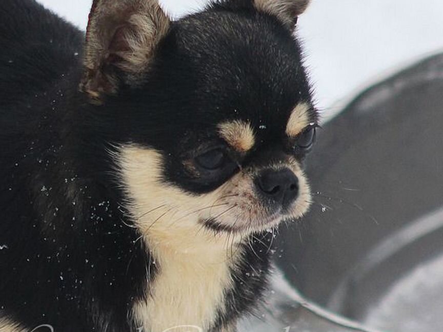 Чихуахуа мальчик. Подросток