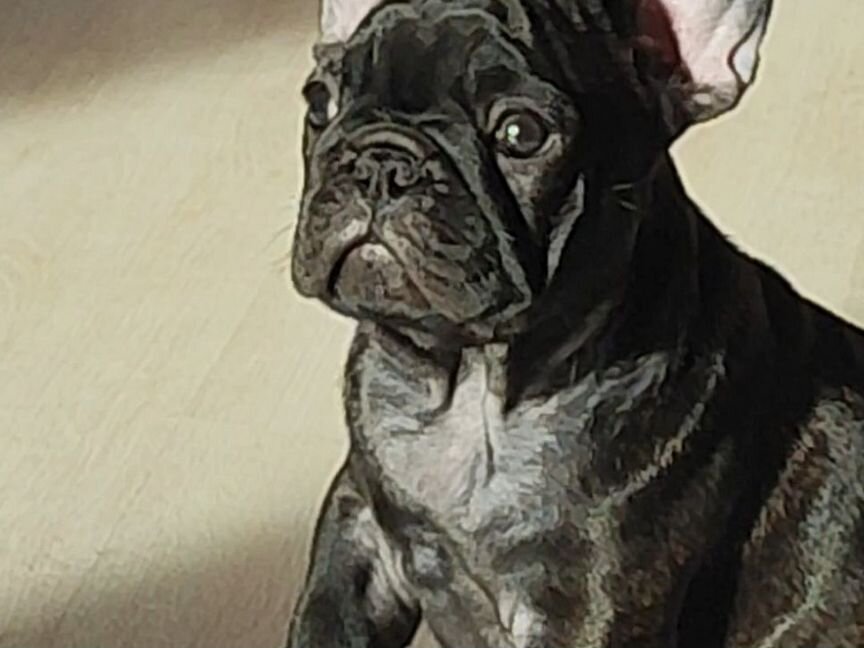 Французский бульдог щенки