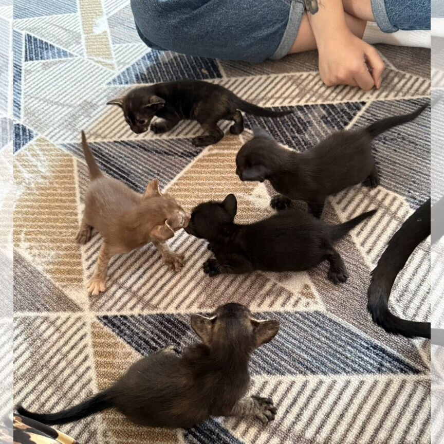 Котята ориенталы