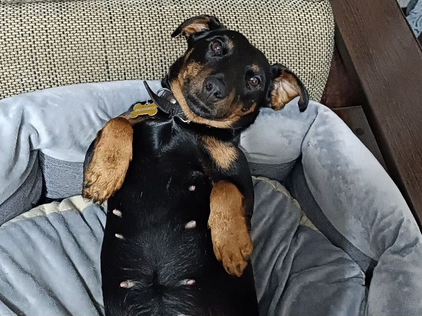 Немецкий ягдтерьер