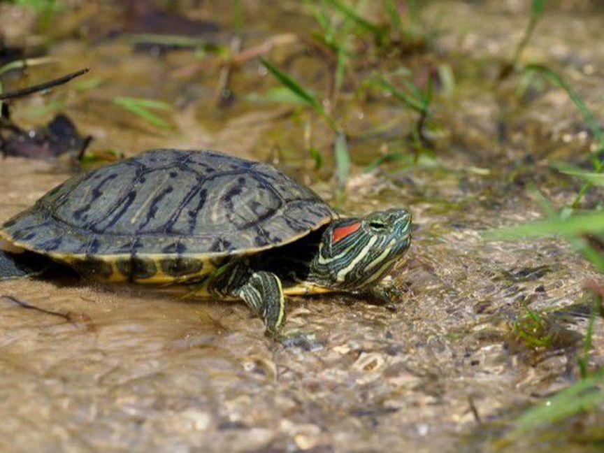 Черепахи красноухие