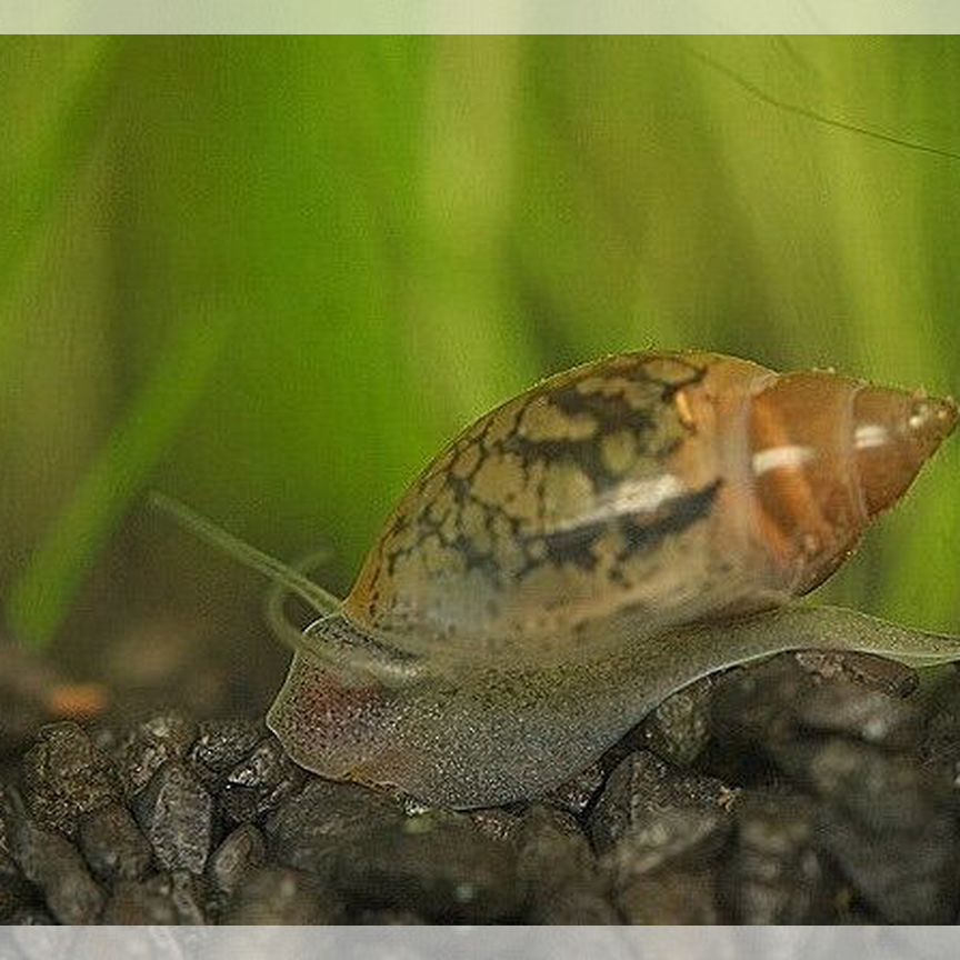 Улитки физы