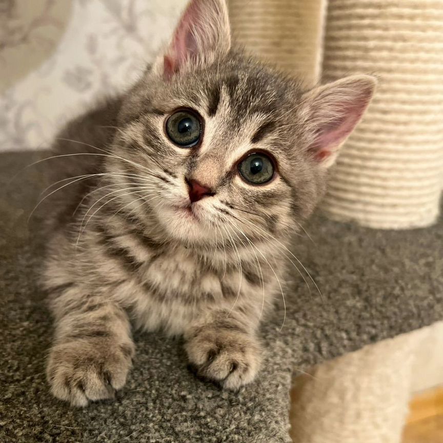 Котёнок в добрые руки