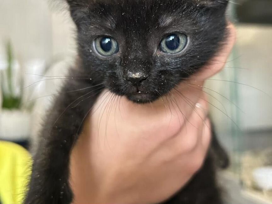 Малыш черныш Носок