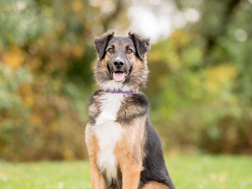 Очаровательный Найт 3 года в поисках дома