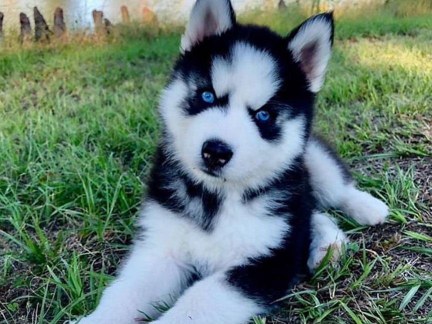 Щенки сибирской хаски