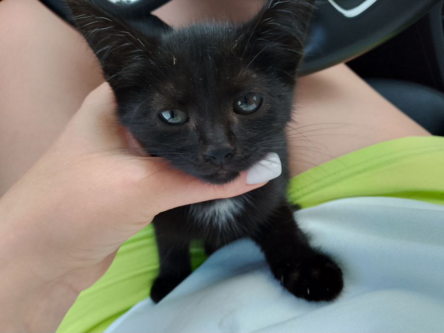 Котенок в добрые руки