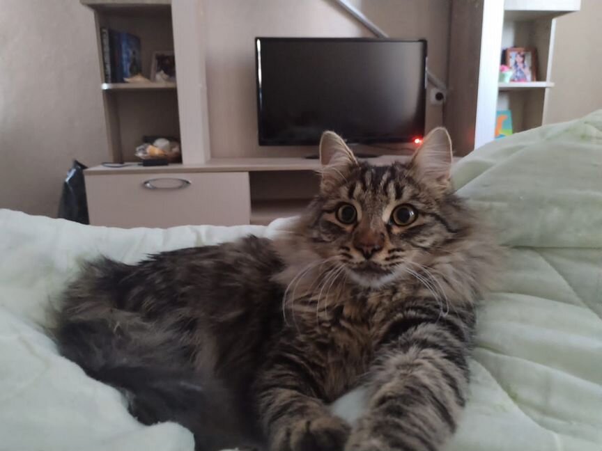 Кот, смесь Мейн- кун ищет девочку, нам 9 месяцев