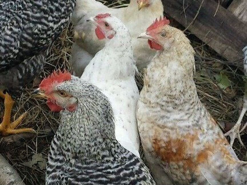 Молодые петушки