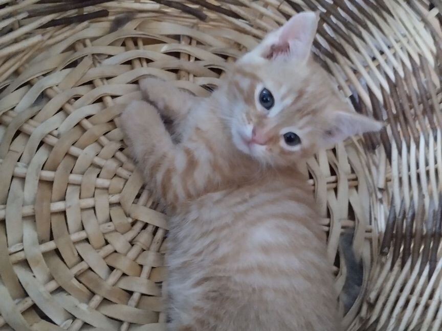 Кошка котенок черная