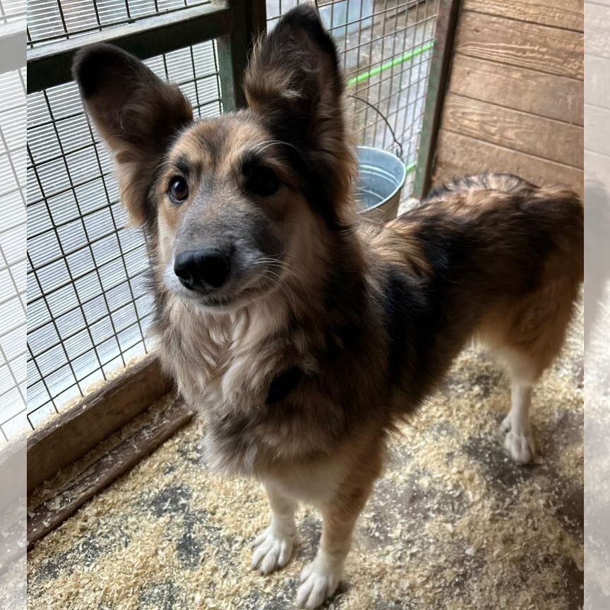 Взрослая собака в добрые руки