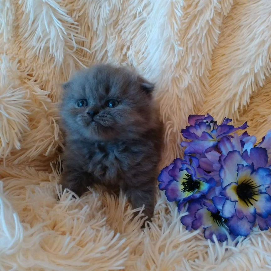 Шотландские вислоушки