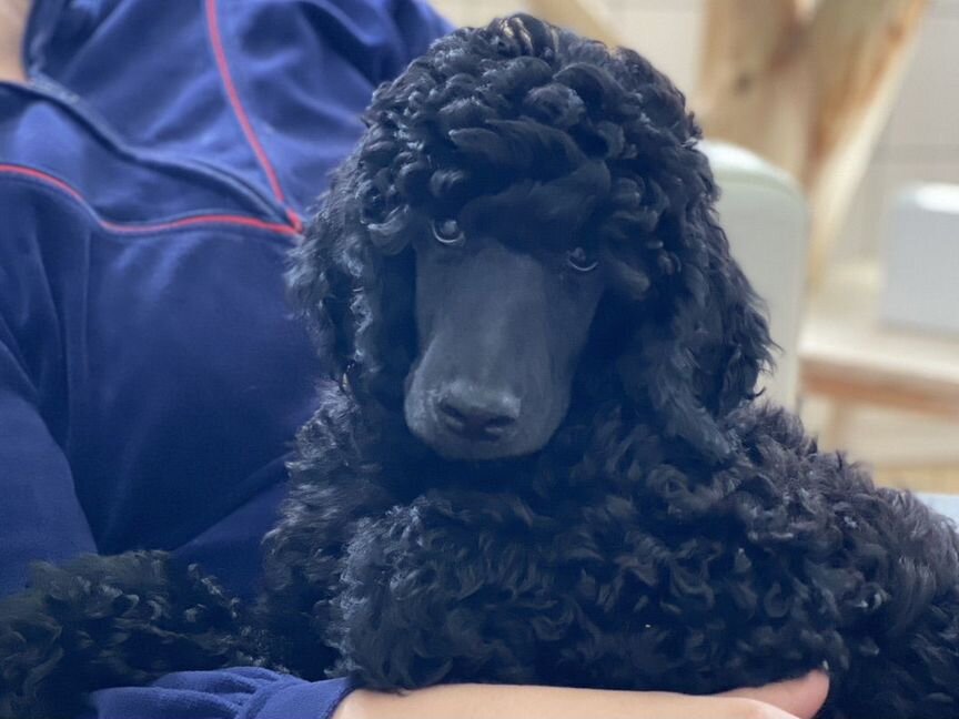 Королевский пудель