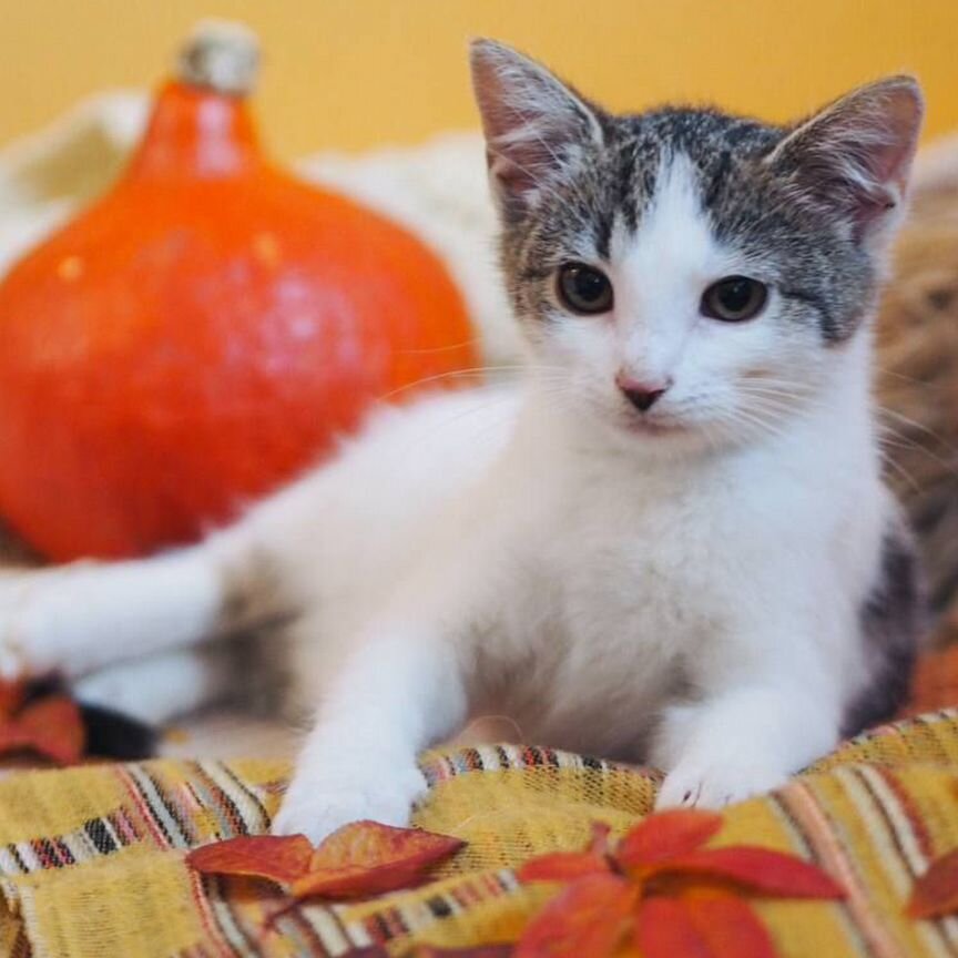 Котёнок в добрые руки